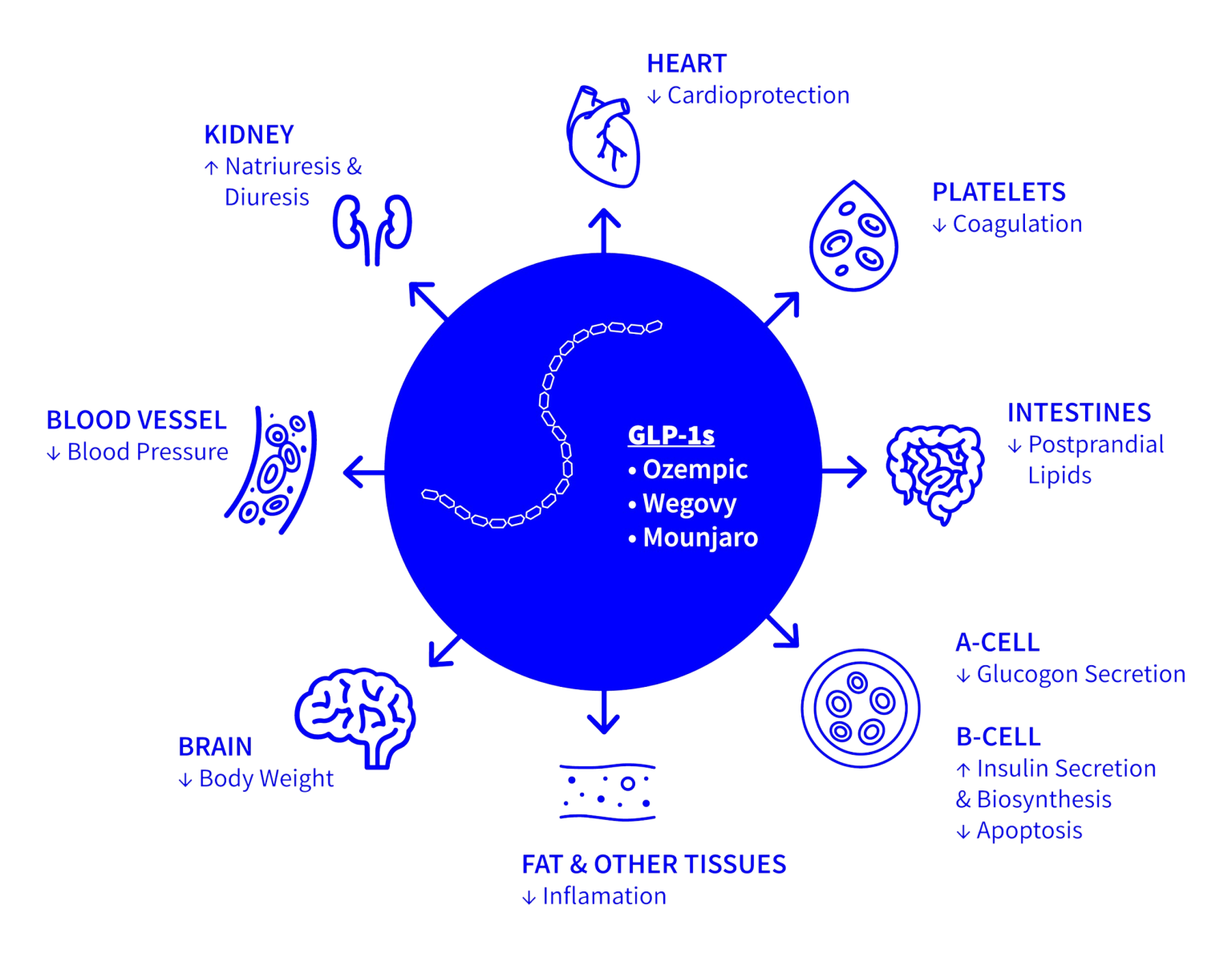 How Does Wegovy Work? Mechanism, Timeline & Results | Blog Meds For Less