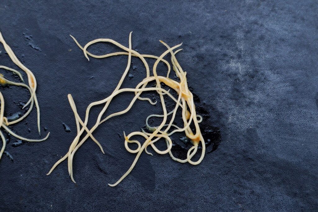 Treatment Timeline For Threadworms With Vermox | Blog Meds For Less